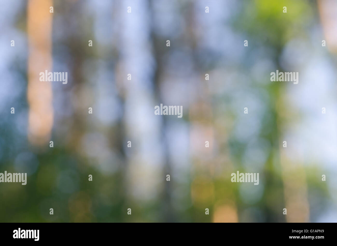 blurred trees in forest background Stock Photo - Alamy