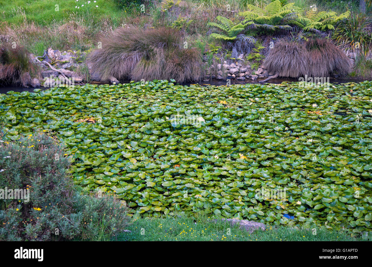Lilly pads in pond on Waiheke Island off Auckland, New Zealand Stock ...