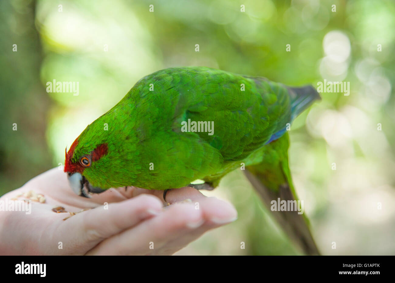 Young woman hand feeding a Red Crowned Parakeet in a bird aviary in New ...