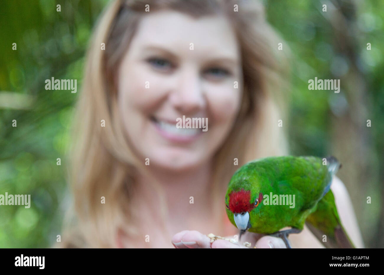 Young woman hand feeding a Red Crowned Parakeet in a bird aviary in New ...