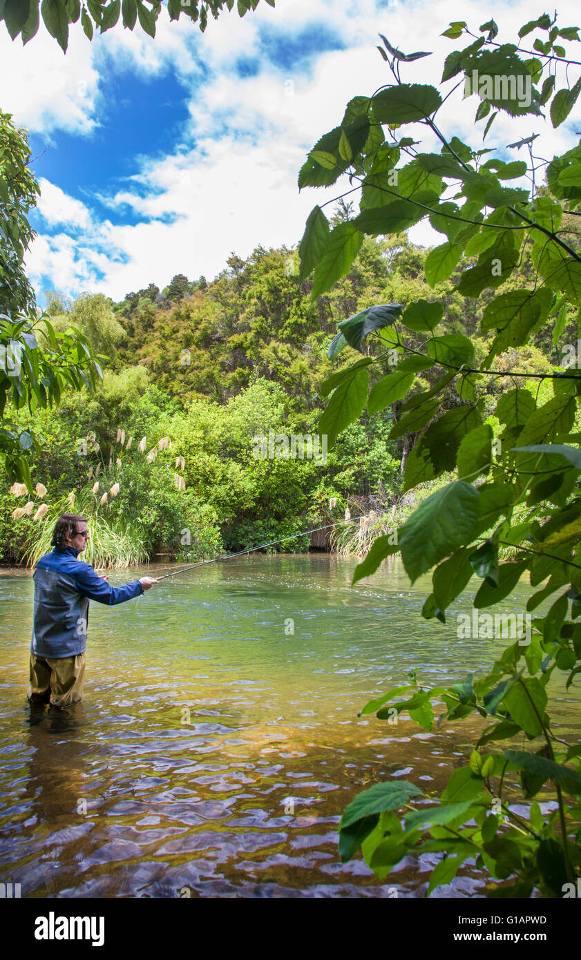 Tourists fly fishing with fishing guide in Lake Taupo area stream in ...