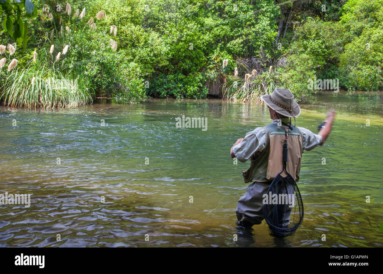 Tourists fly fishing with fishing guide in Lake Taupo area stream in ...