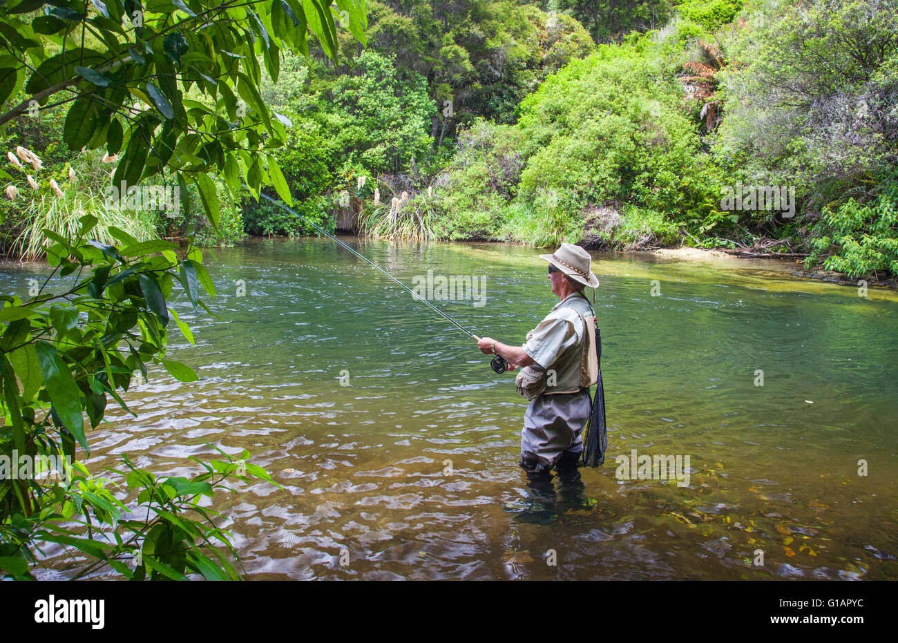 Tourists fly fishing with fishing guide in Lake Taupo area stream in ...