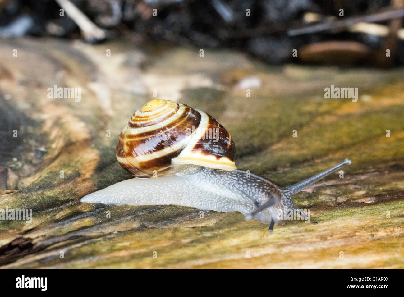 Garden soil plank hi-res stock photography and images - Alamy