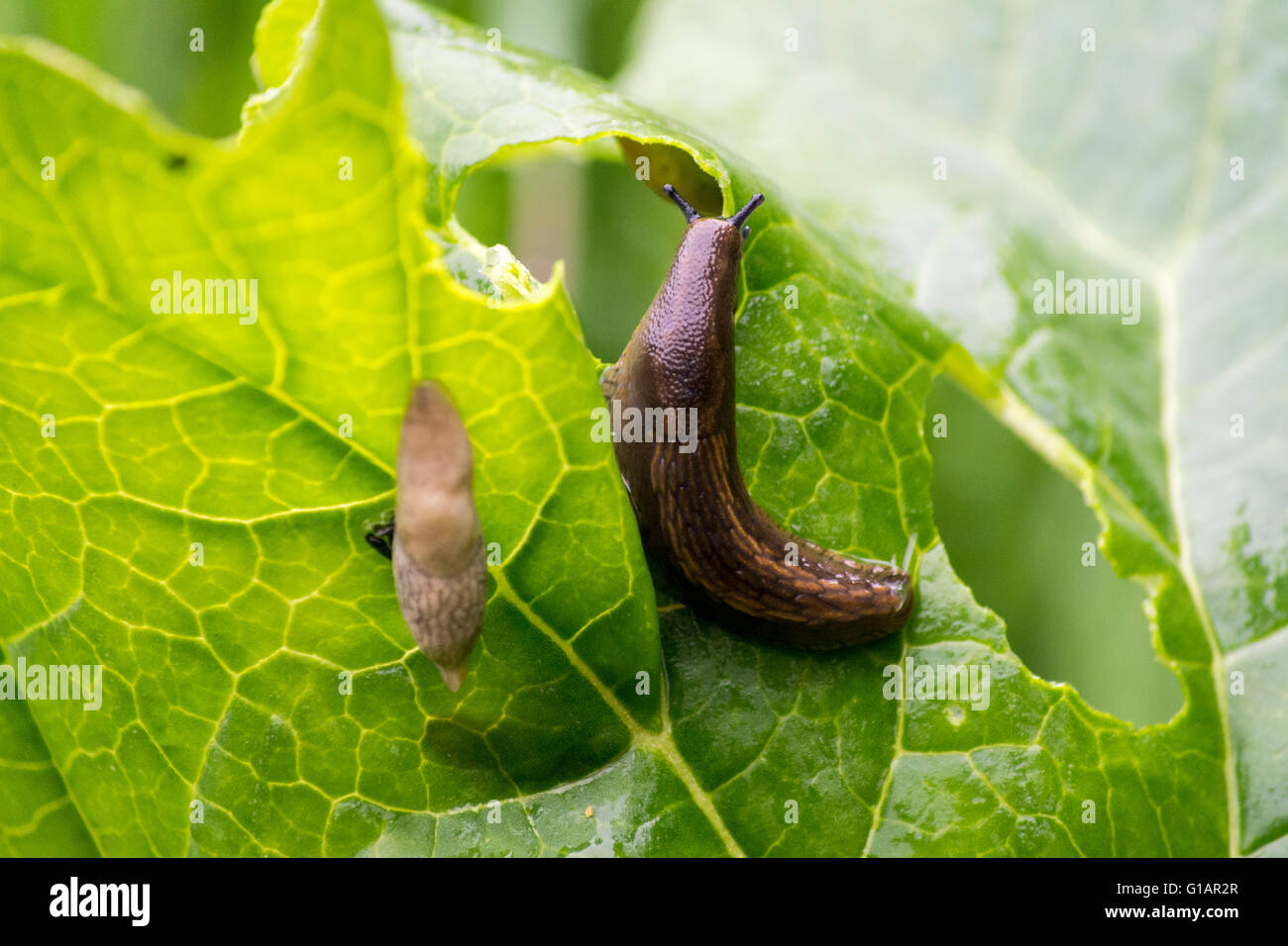 Arion subfuscus aka Garden slug & small striped slug (largest in photo ...