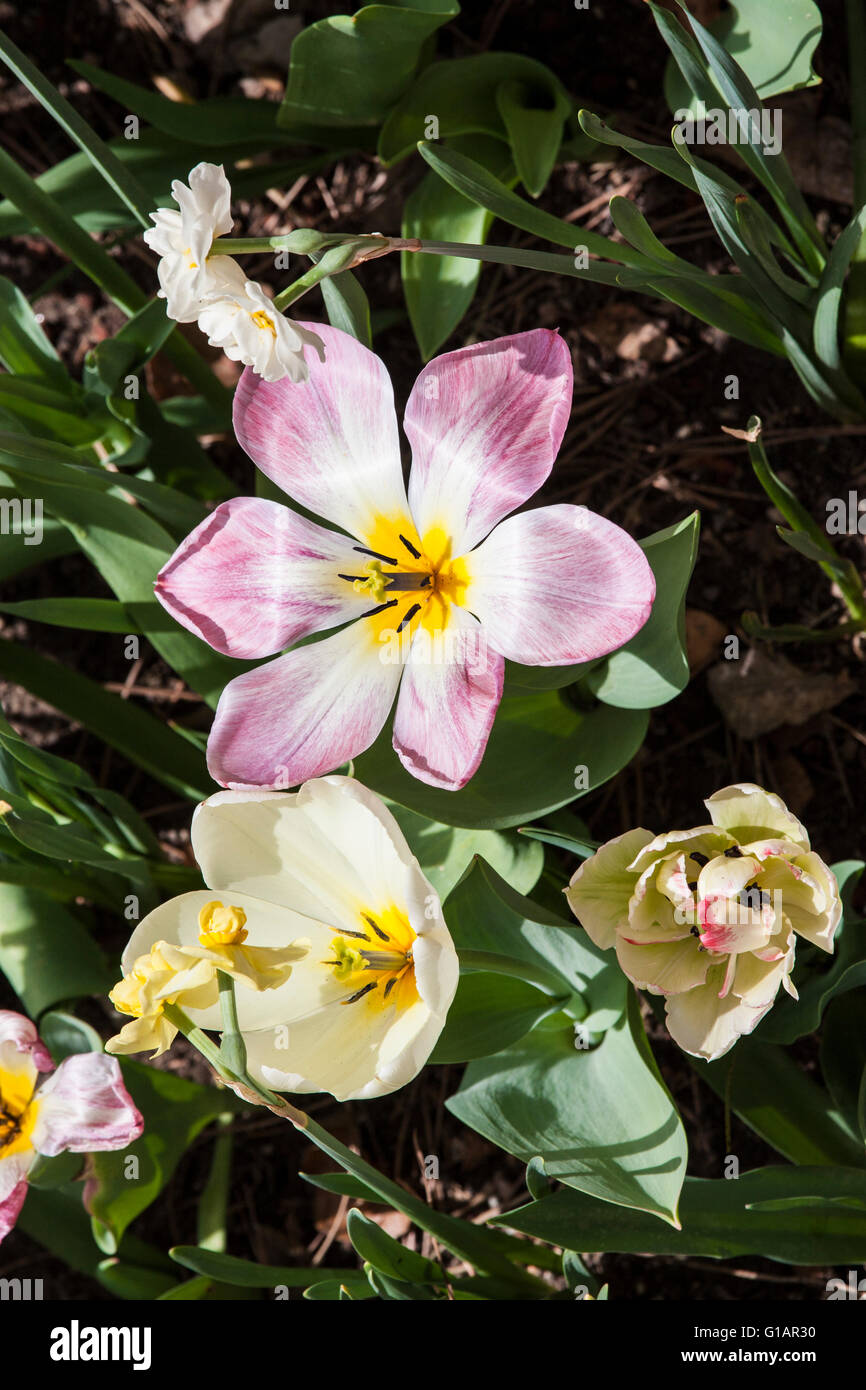 Garden with tulips Tulipa flaming purissima and tulipa purissima Stock ...