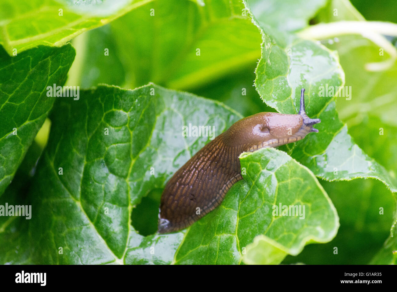 red slug (Arion rufus) feeding on a rhubarb leaf Stock Photo - Alamy