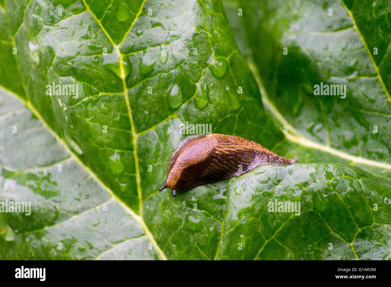 Garden slug leaf hi-res stock photography and images - Alamy