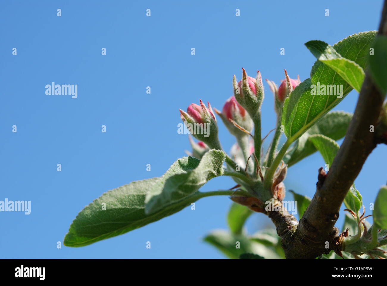 Apple flower hi-res stock photography and images - Alamy