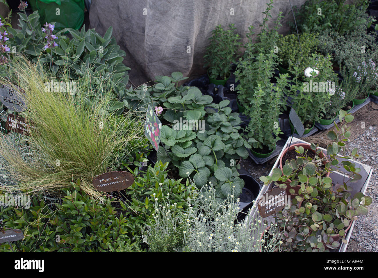 Collection of aromatic plants such as basil, sagebrush, thyme, chives ...