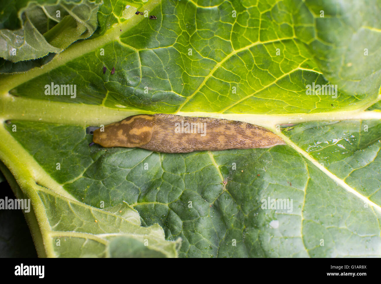 Yellow Slug (Limax flavus) Common garden pest in England and Wales ...