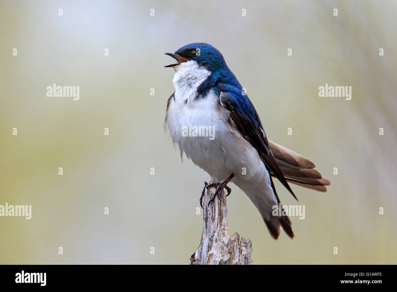Tree swallow (Tachycineta bicolor) singing on branch Stock Photo - Alamy
