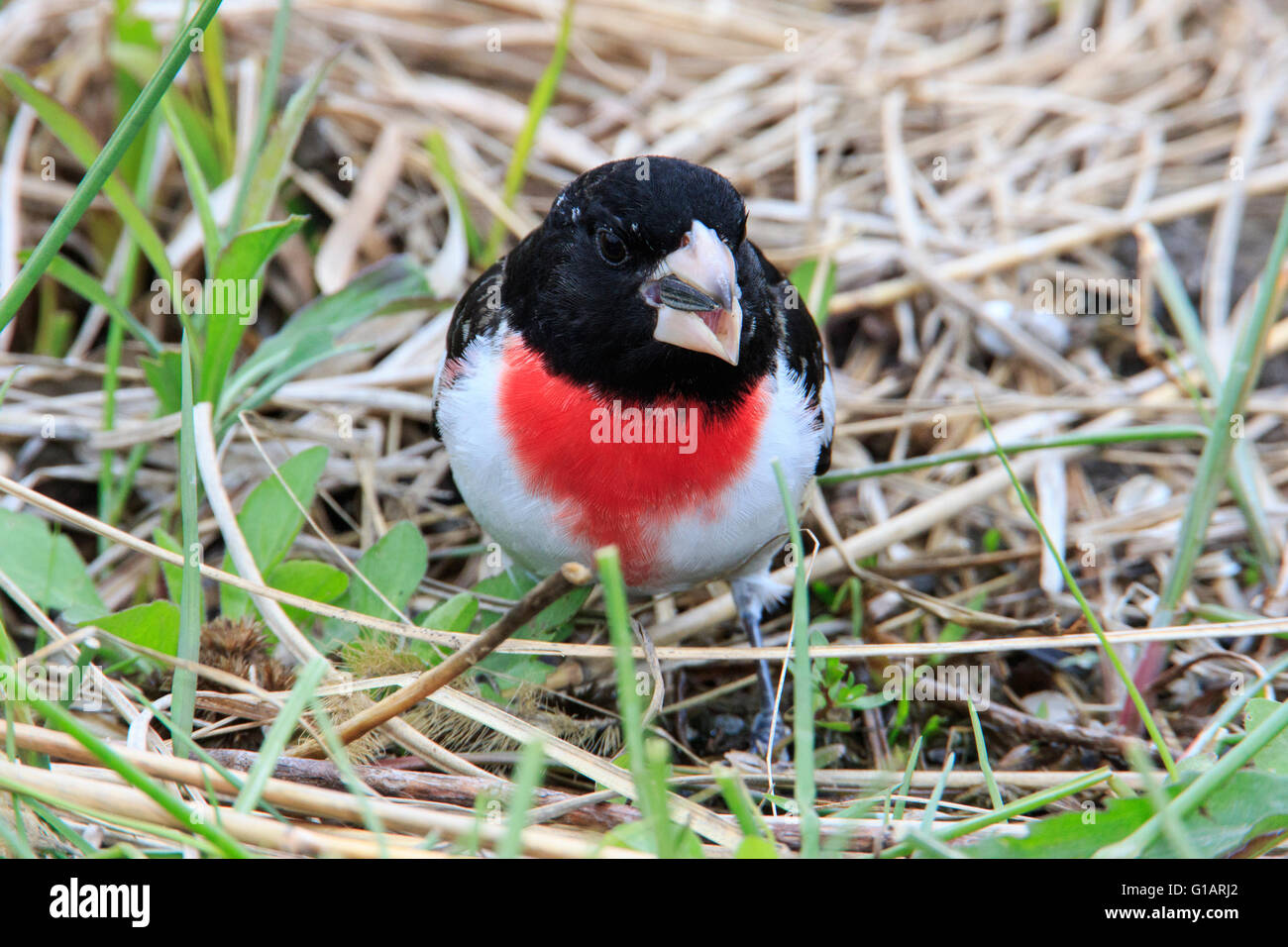 Rose breasted grosbeak pheucticus ludovicianus hi-res stock photography ...