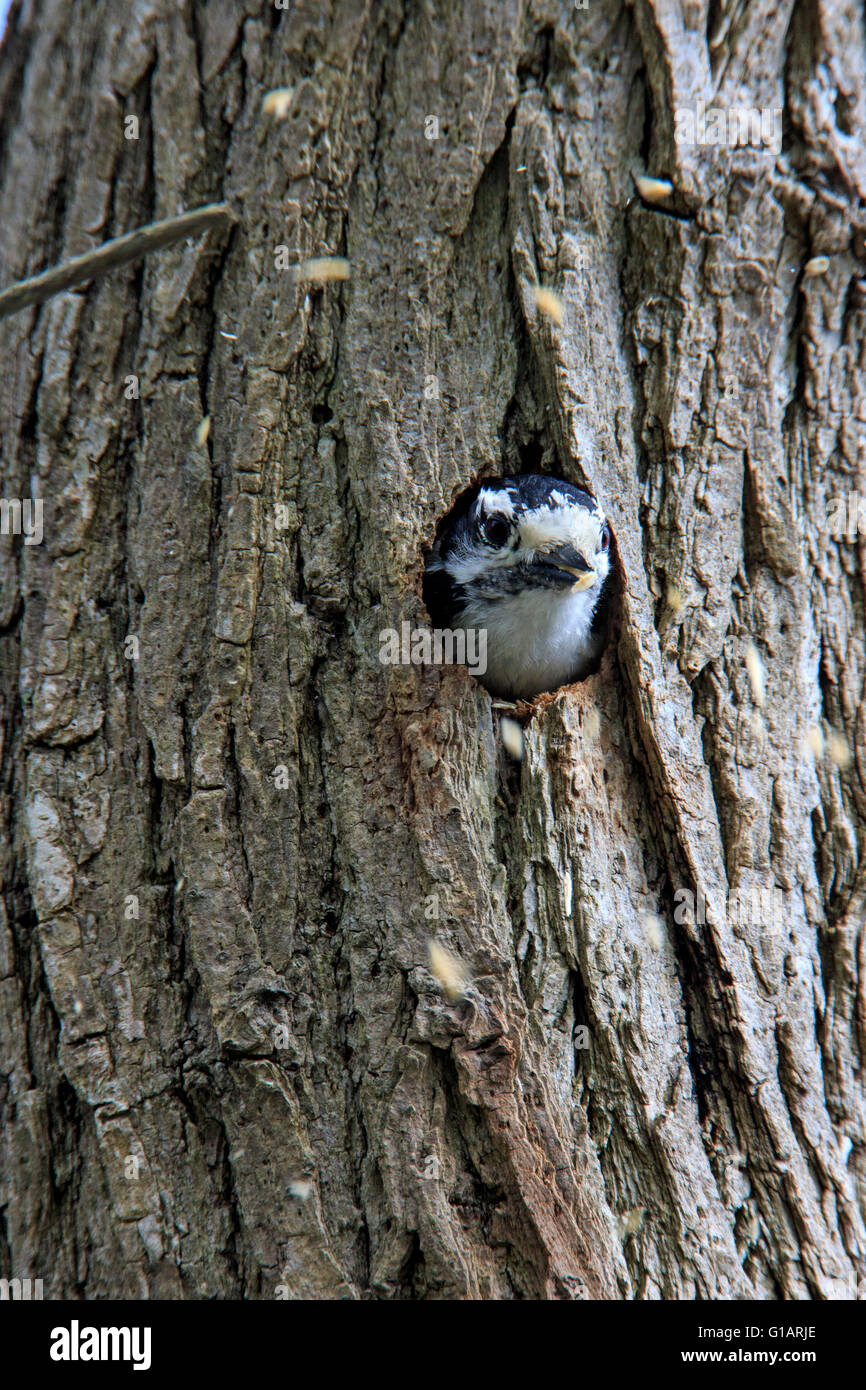 Downy Woodpecker Nest Baby Downy Woodpecker In Tree Nest