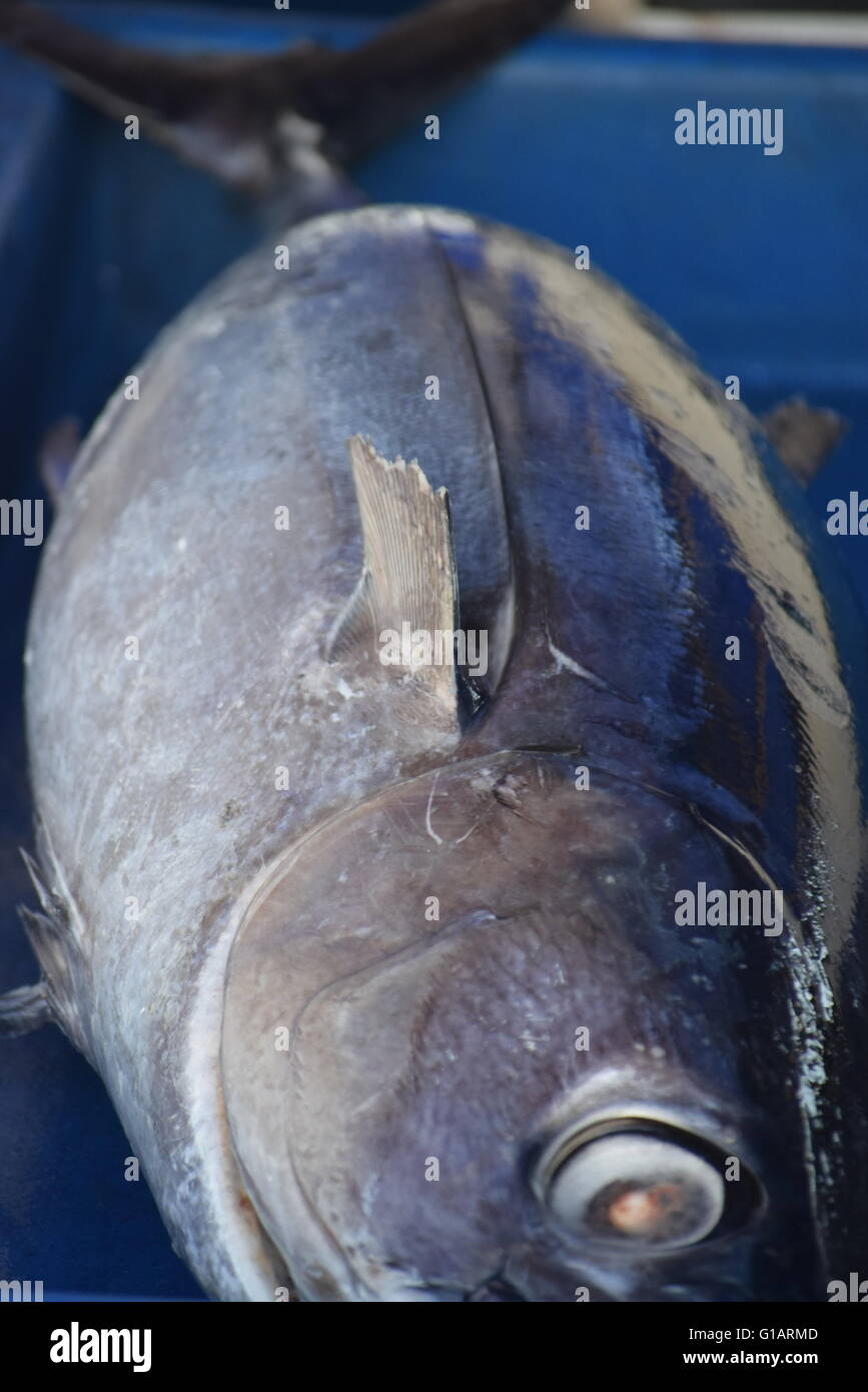Bc fish hi-res stock photography and images - Alamy