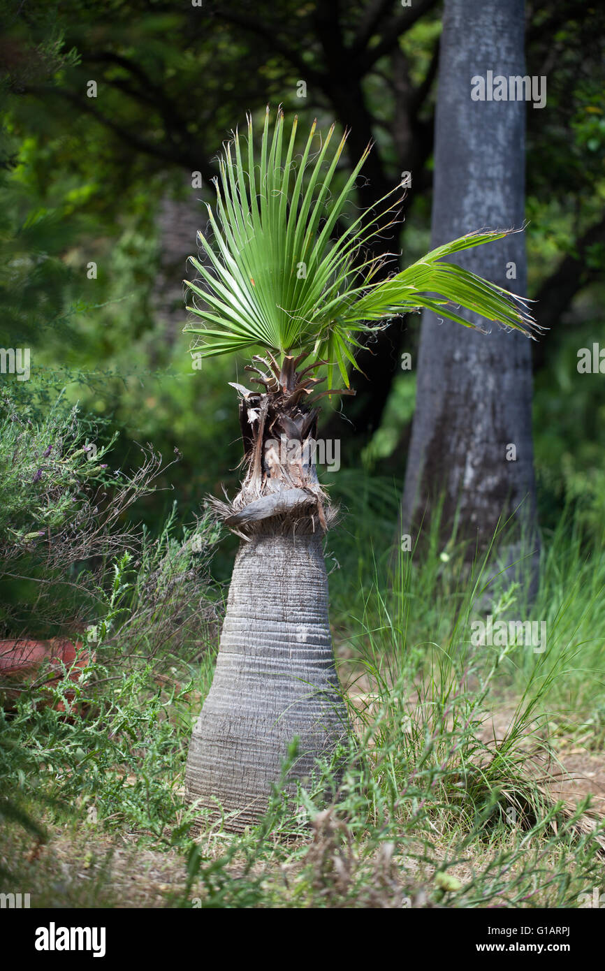 Tree born hi-res stock photography and images - Alamy