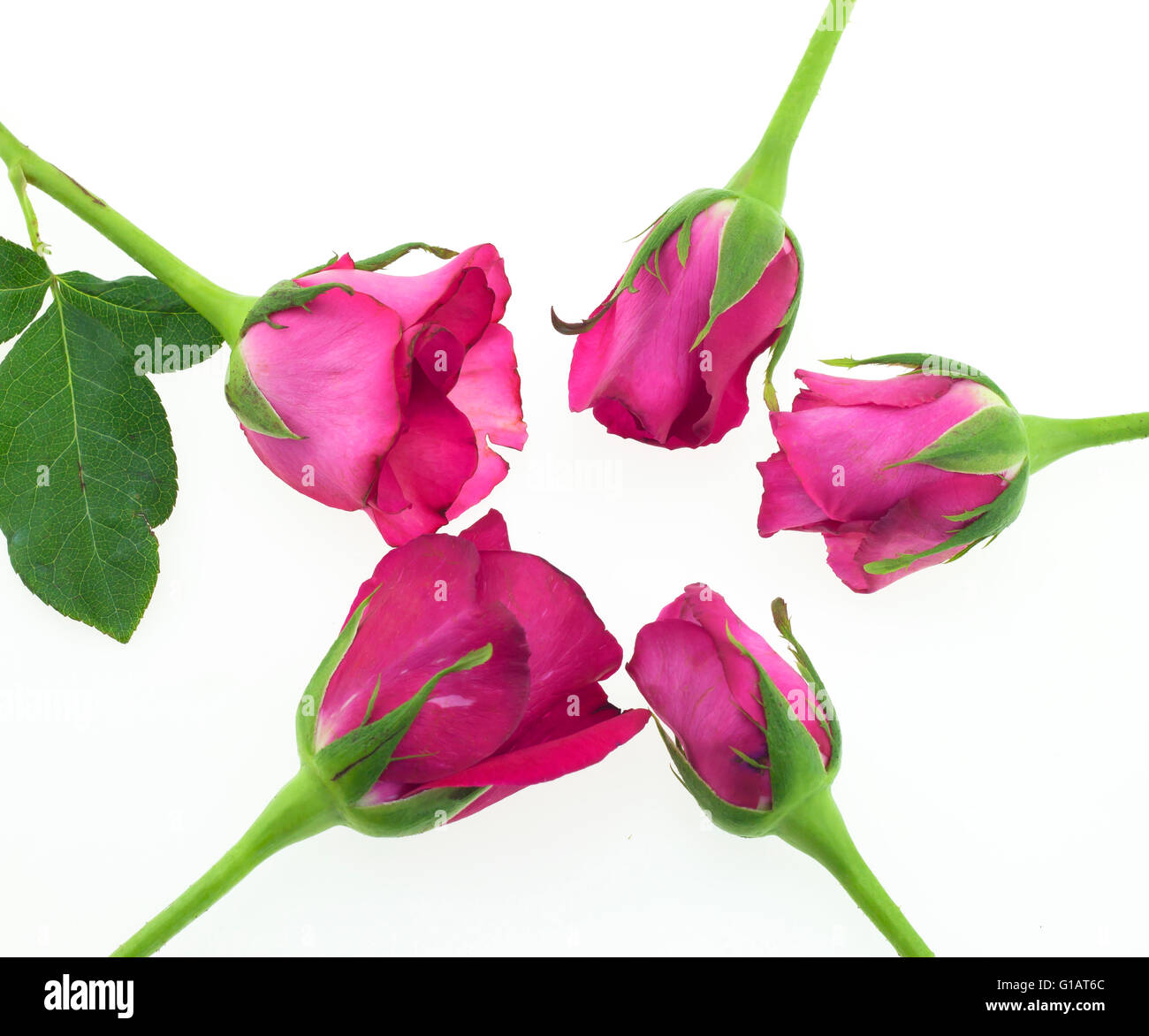 Beautiful red rose isolated on white background Stock Photo - Alamy