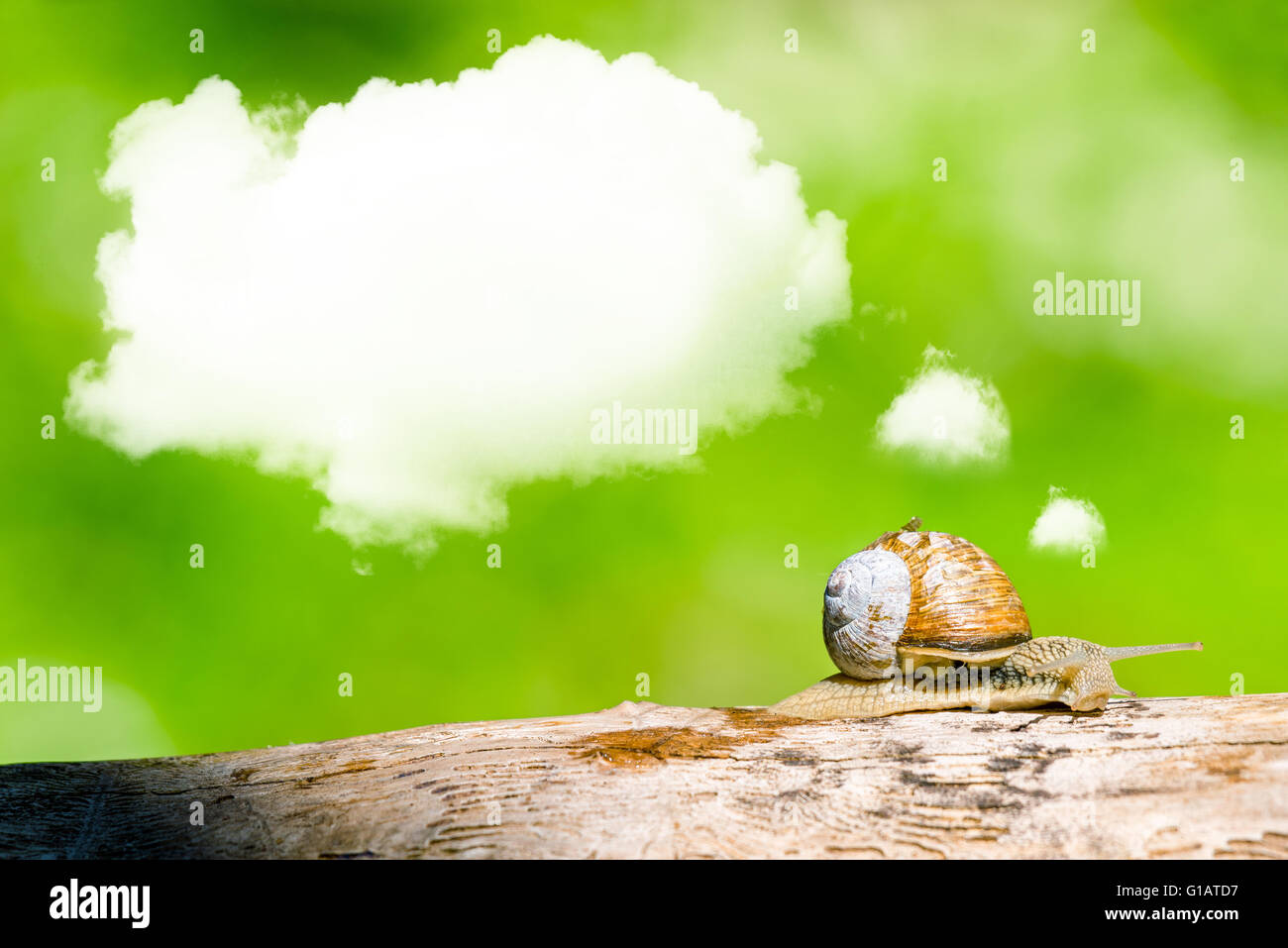 Daydreaming snail on a branch in the forest Stock Photo - Alamy