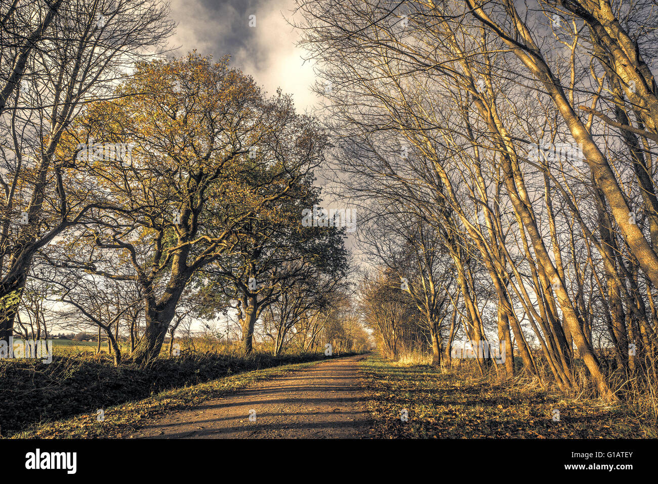 Dark forest with a nature path in the late autumn Stock Photo - Alamy