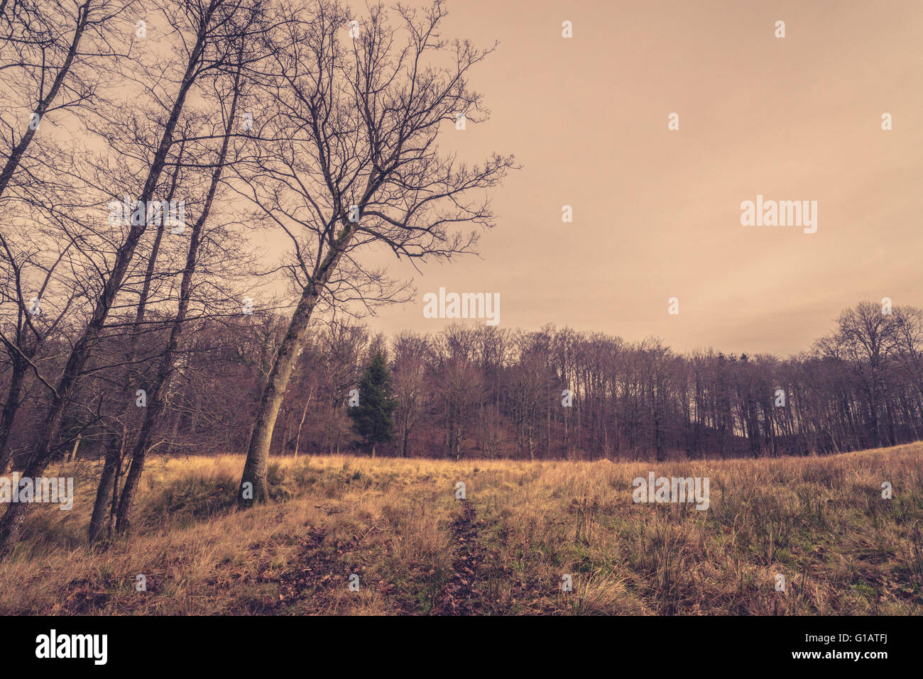 Field by a forest in Denmark in the fall Stock Photo - Alamy