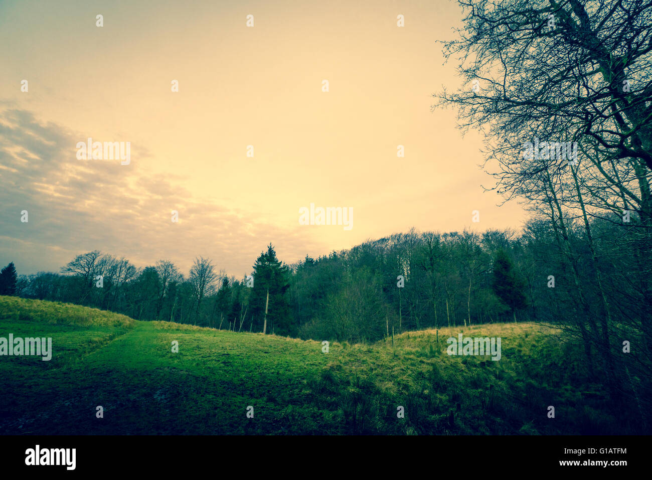 Green fields by a forest with pine trees Stock Photo - Alamy