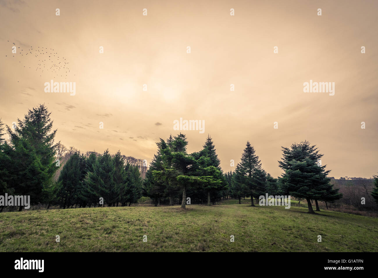 Pine trees on a field at dawn in the fall Stock Photo - Alamy
