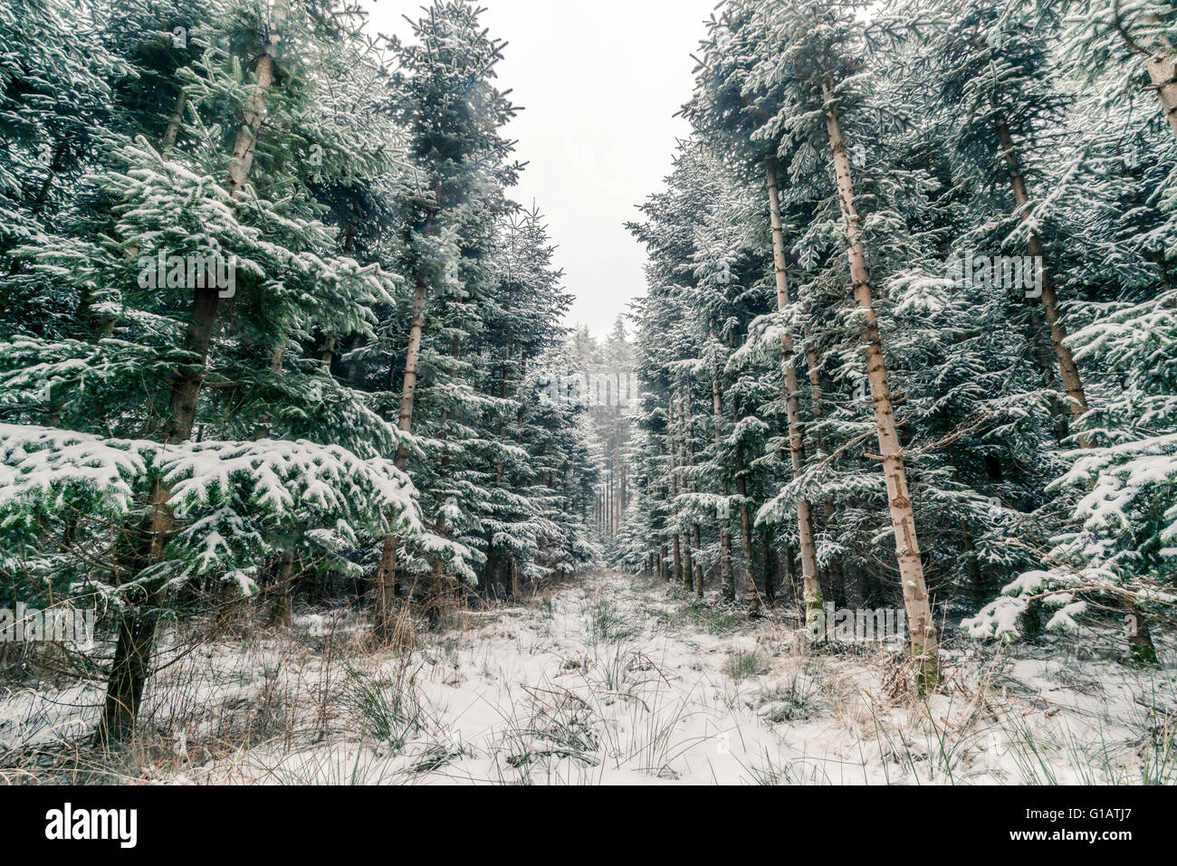 North scandinavian pine forest hi-res stock photography and images - Alamy
