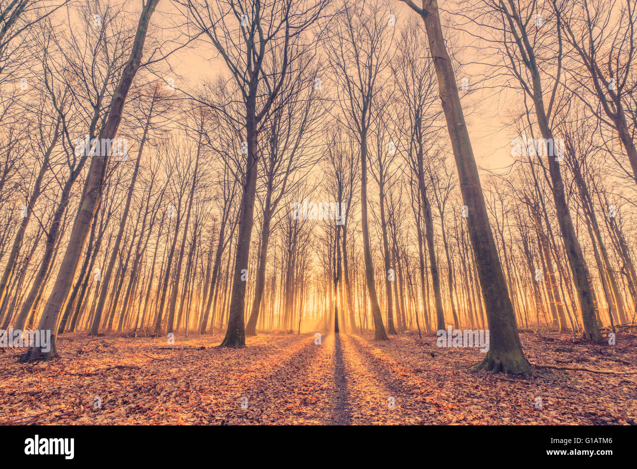 Long shadows sunshine through the trees hi-res stock photography and ...