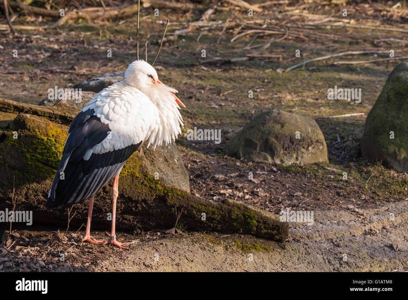 Stork walking on grassland hi-res stock photography and images - Alamy