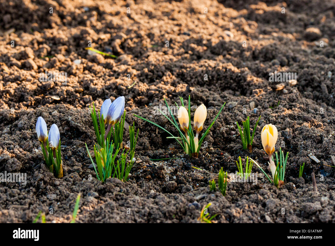 Variegated crocus hi-res stock photography and images - Alamy