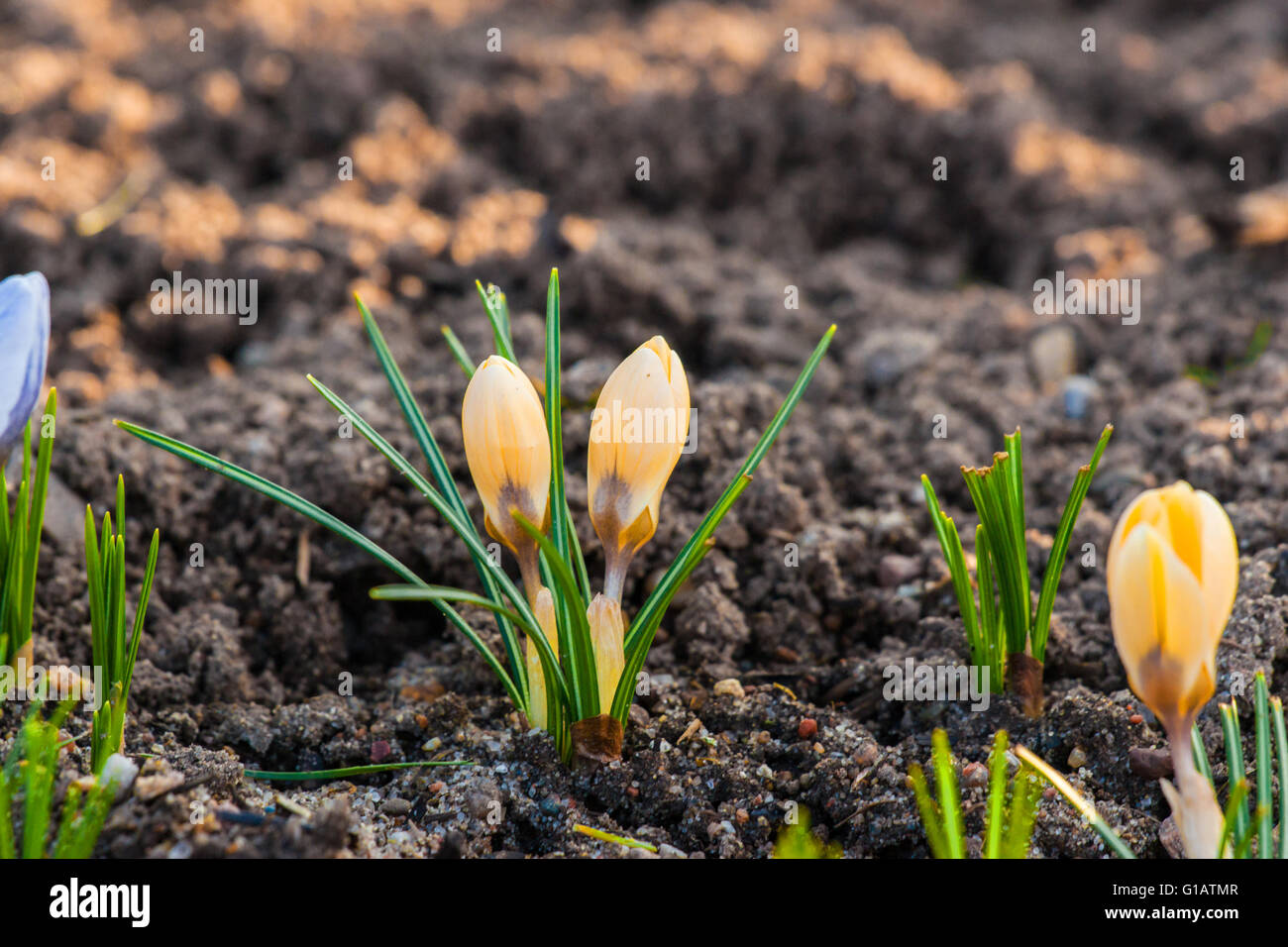 Variegated crocus hi-res stock photography and images - Alamy