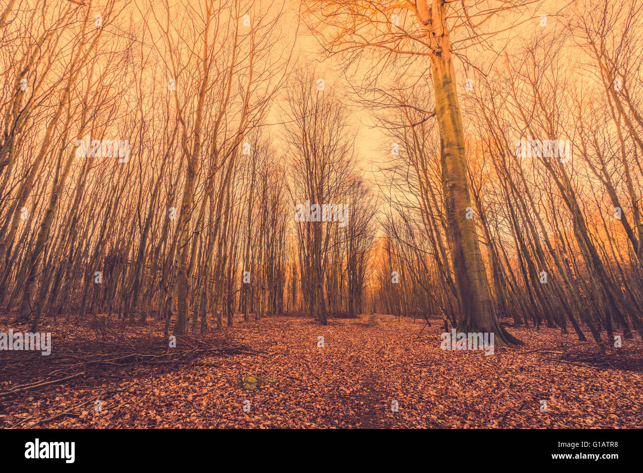 Sunrise through fallen tree hi-res stock photography and images - Alamy