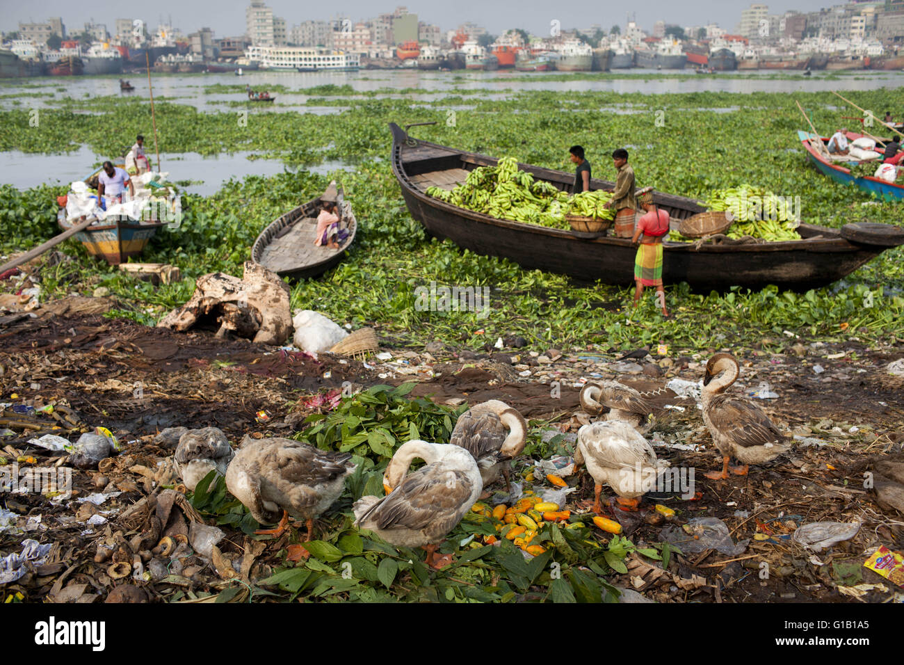Dhaka, Dhaka, Bangladesh. 12th May, 2016. Every year during the rainy ...