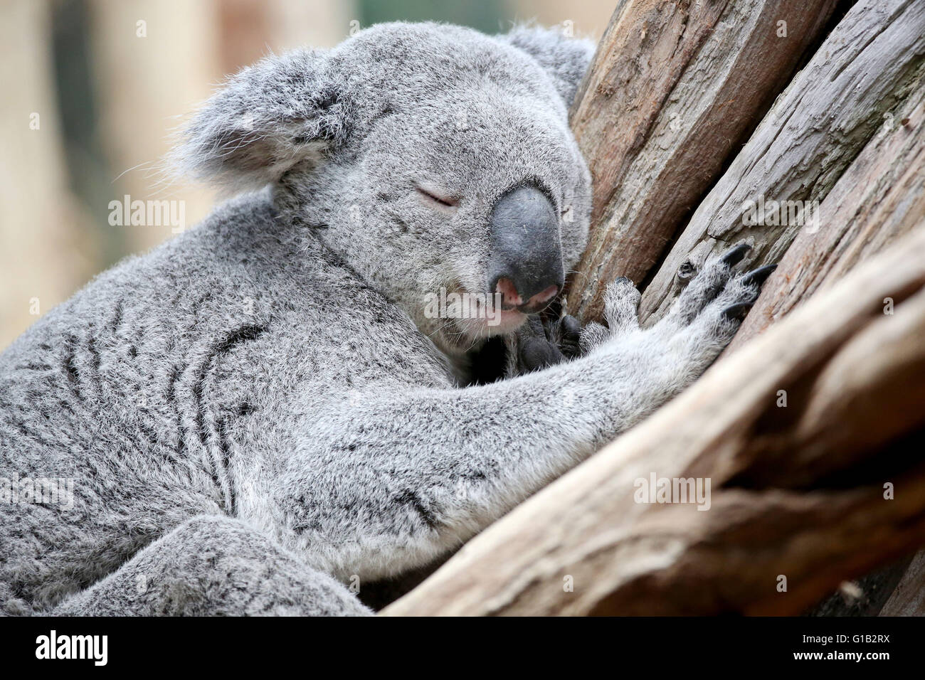 Oobi hi-res stock photography and images - Alamy