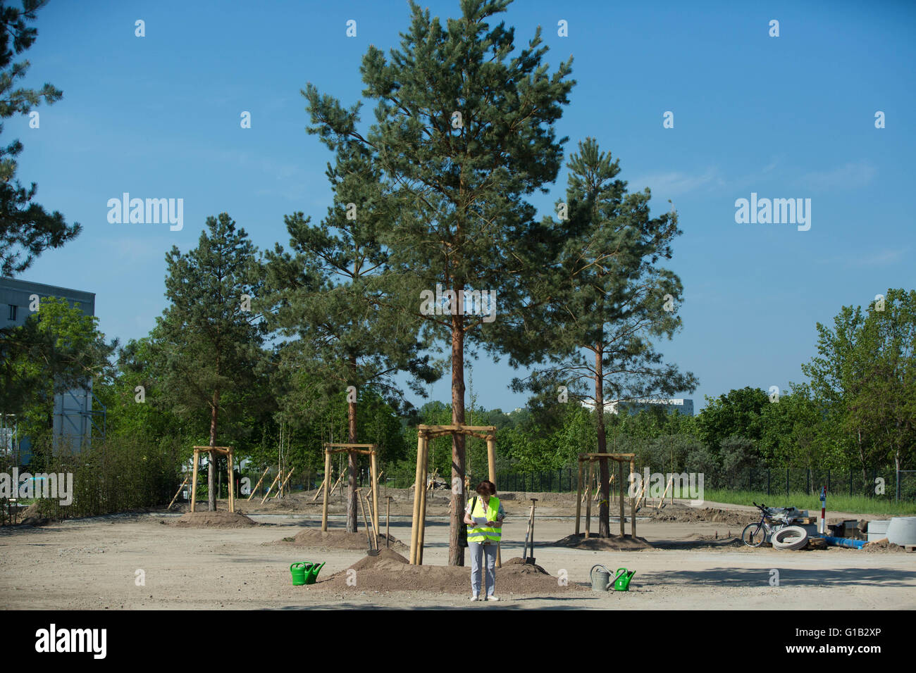 Pine trees are planted on Maerkischer Platz for the IGA Berlin 2017 in ...