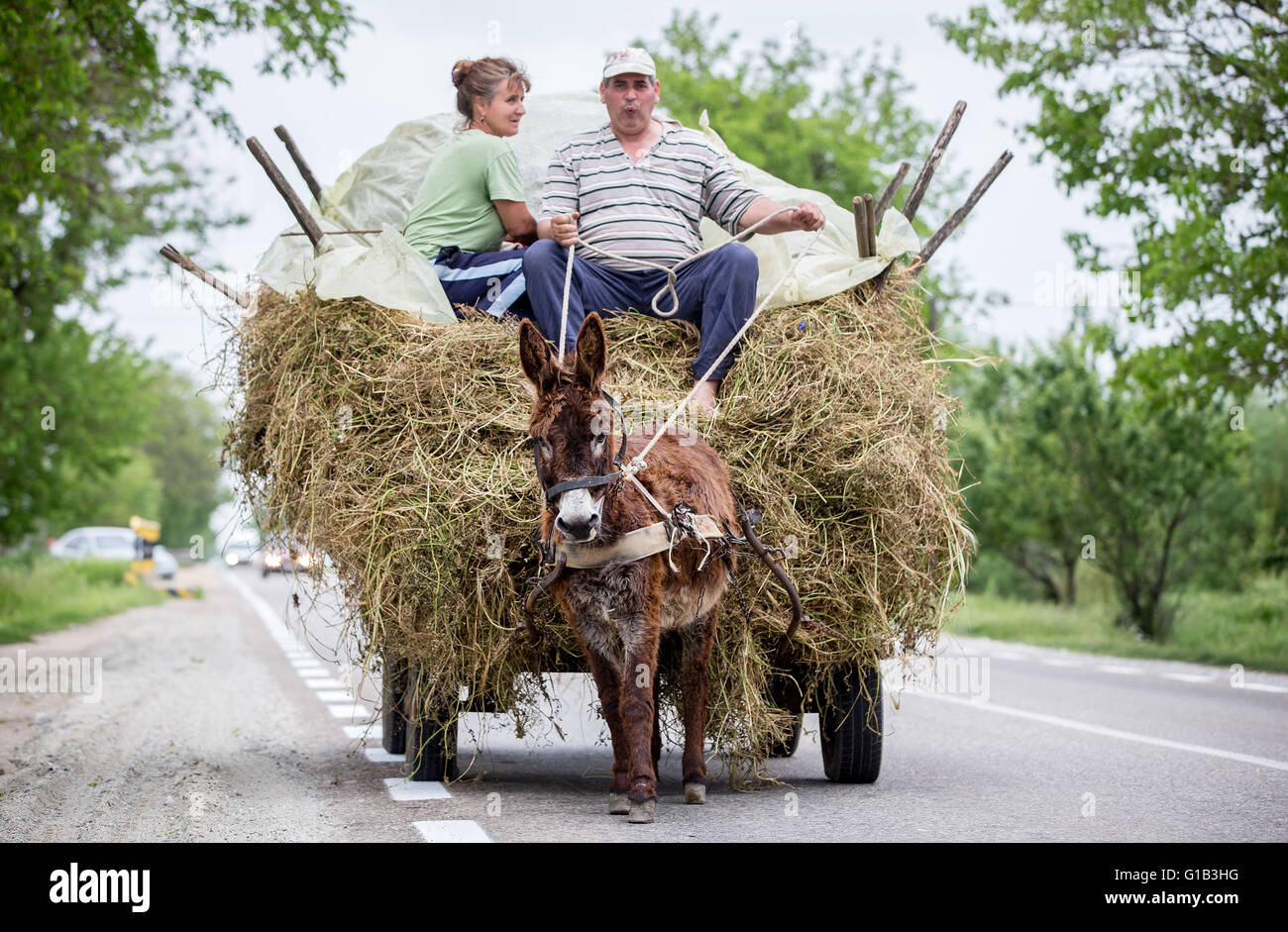 Goat Pulling Cart