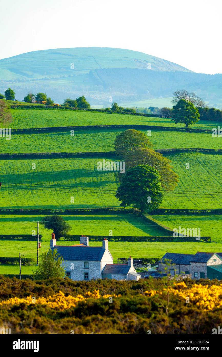 A rural welsh farmhouse in the village of Rhes y Cae with lush green ...