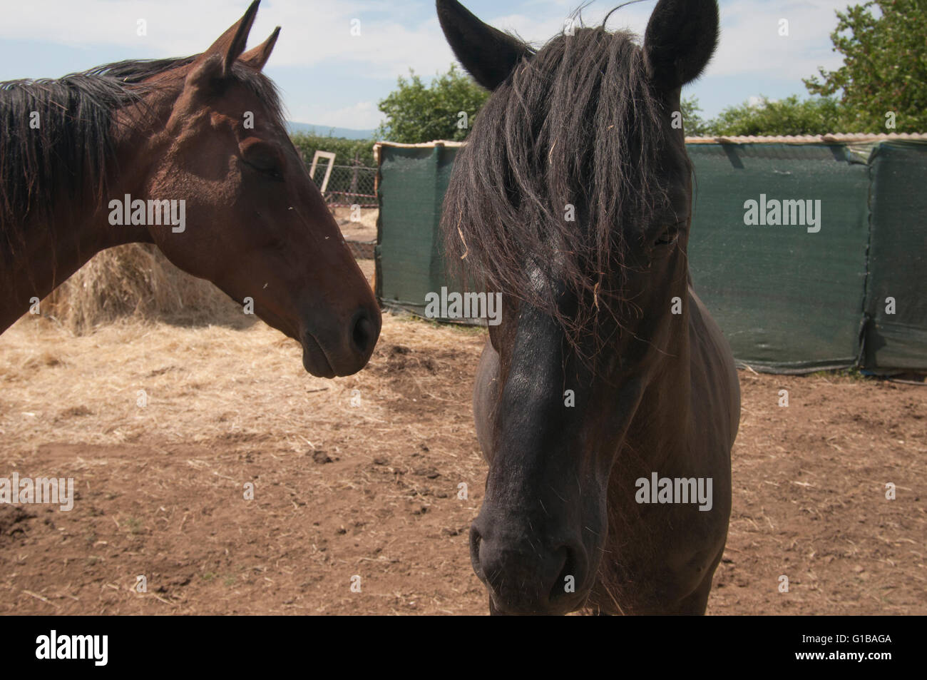Animal boundary hi-res stock photography and images - Alamy