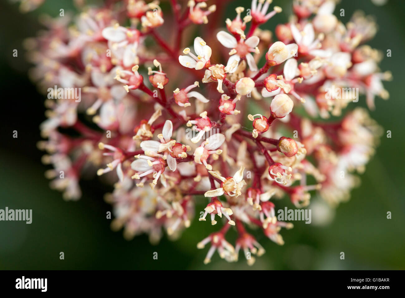 Shrub of Beautyberry Callicarpa with white berries in spring Stock ...