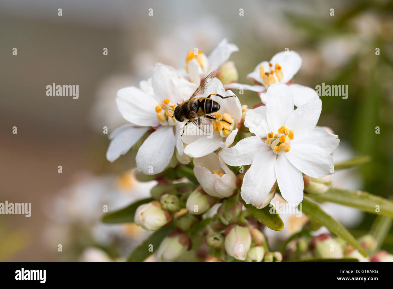 Bee Foraging with pollen on legs white flowers Stock Photo - Alamy