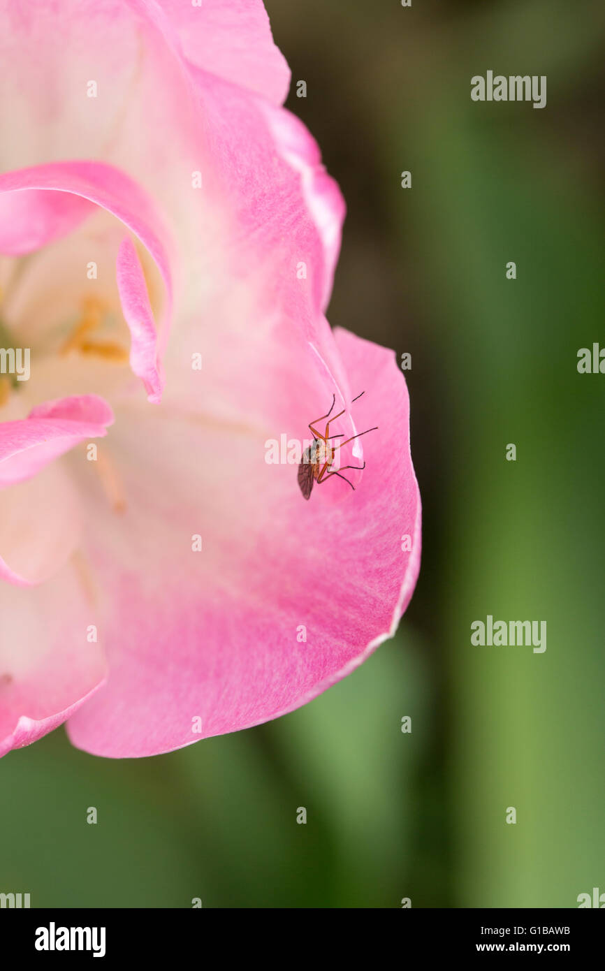 macro tulip flower with insect colored colorful close up Stock Photo ...
