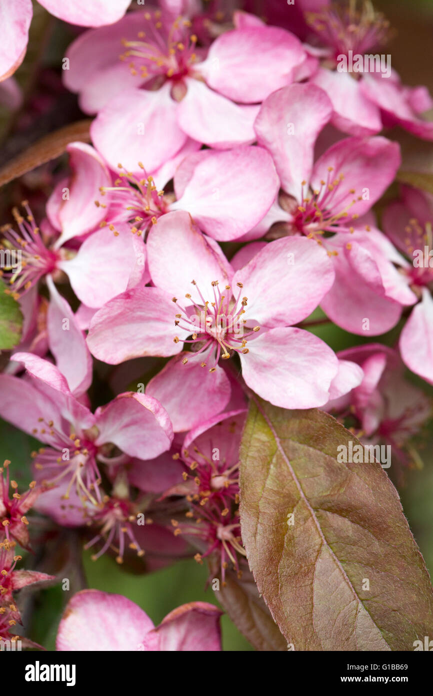 apple tree flower pink green leaf close up Stock Photo - Alamy
