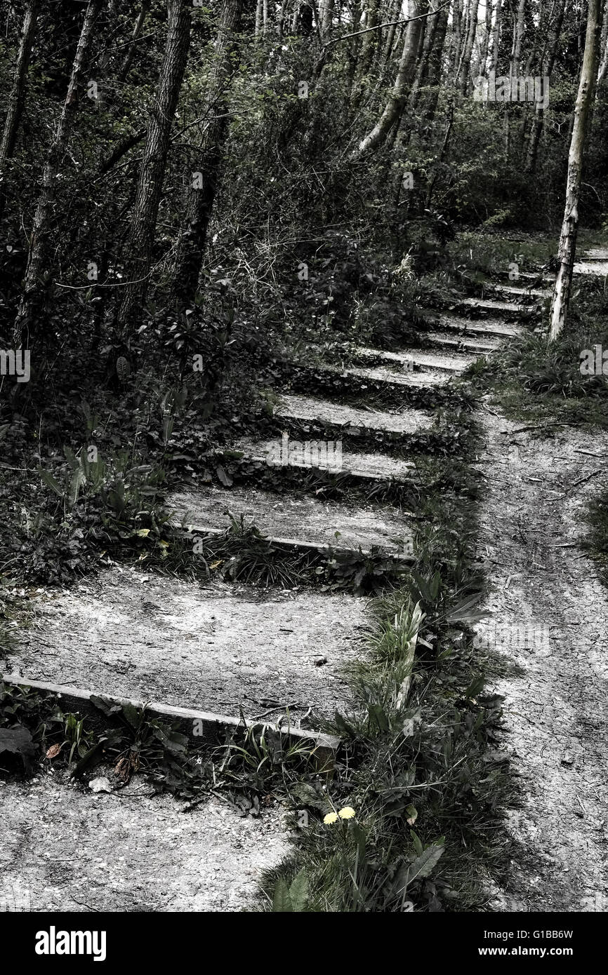 Overgrown forest path leading to an old log cabin Stock Photo - Alamy