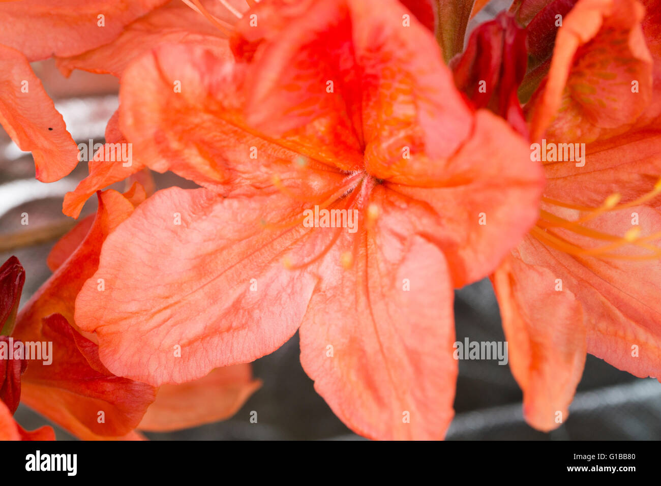 Beautiful blooming azaleas in the garden - orange azalea flower nature ...