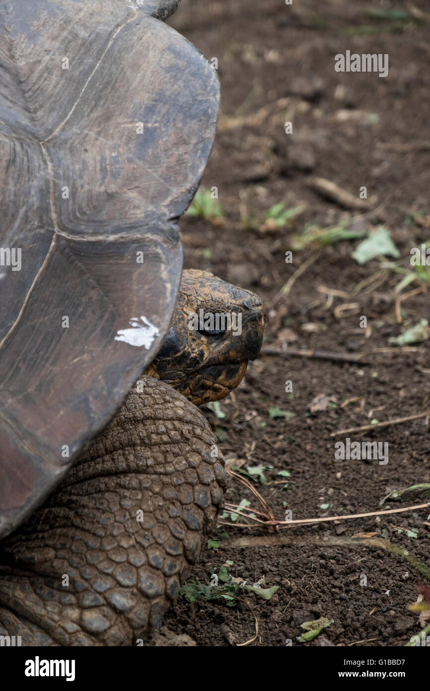 Tortoise shell pattern hi-res stock photography and images - Alamy