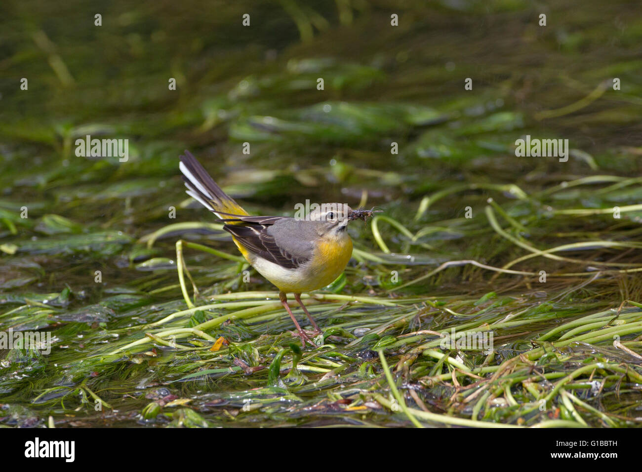 River insects hi-res stock photography and images - Alamy