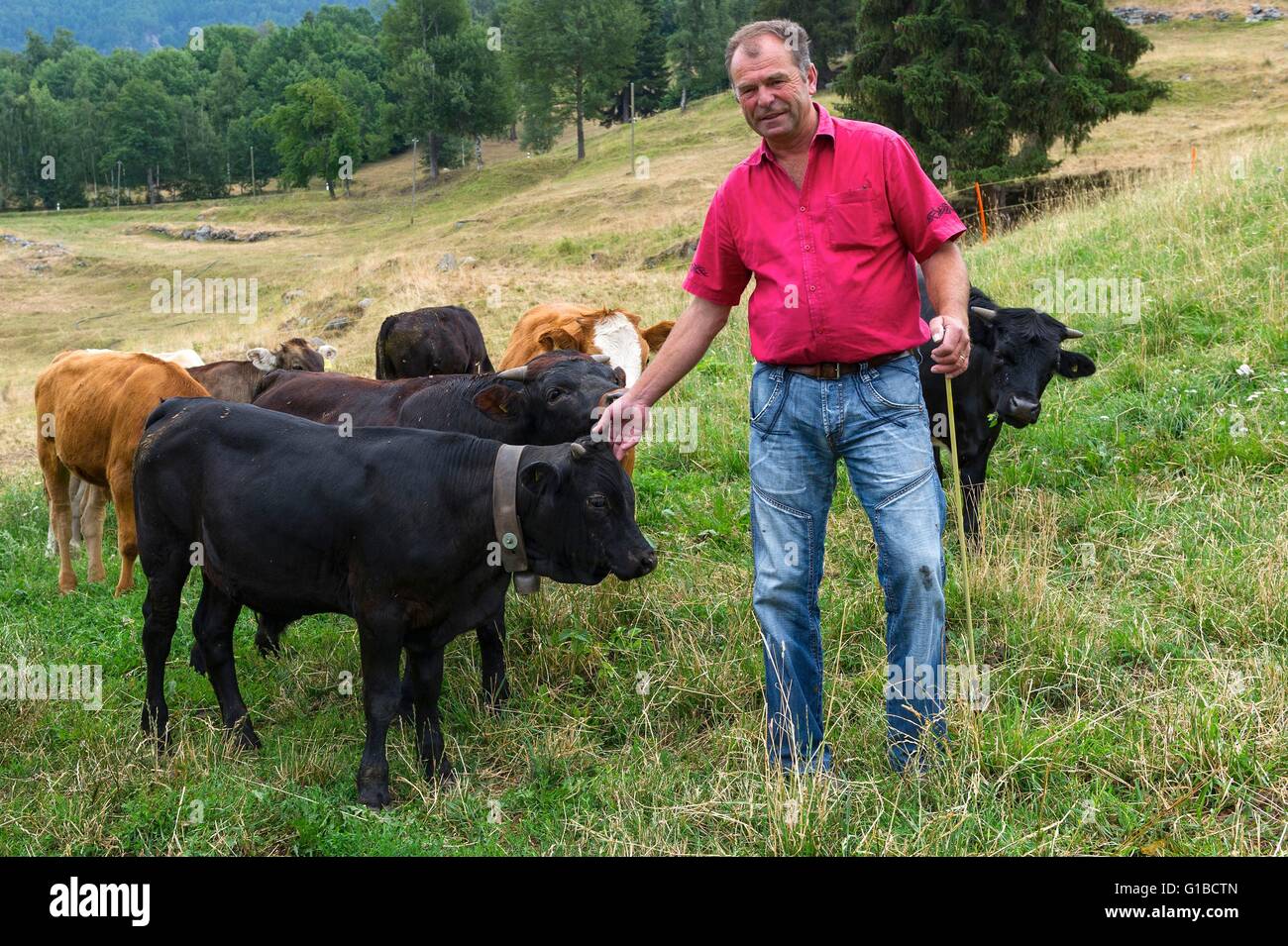 Switzerland, Valais, Val d'Herens, breeder cow to Herens Stock Photo ...