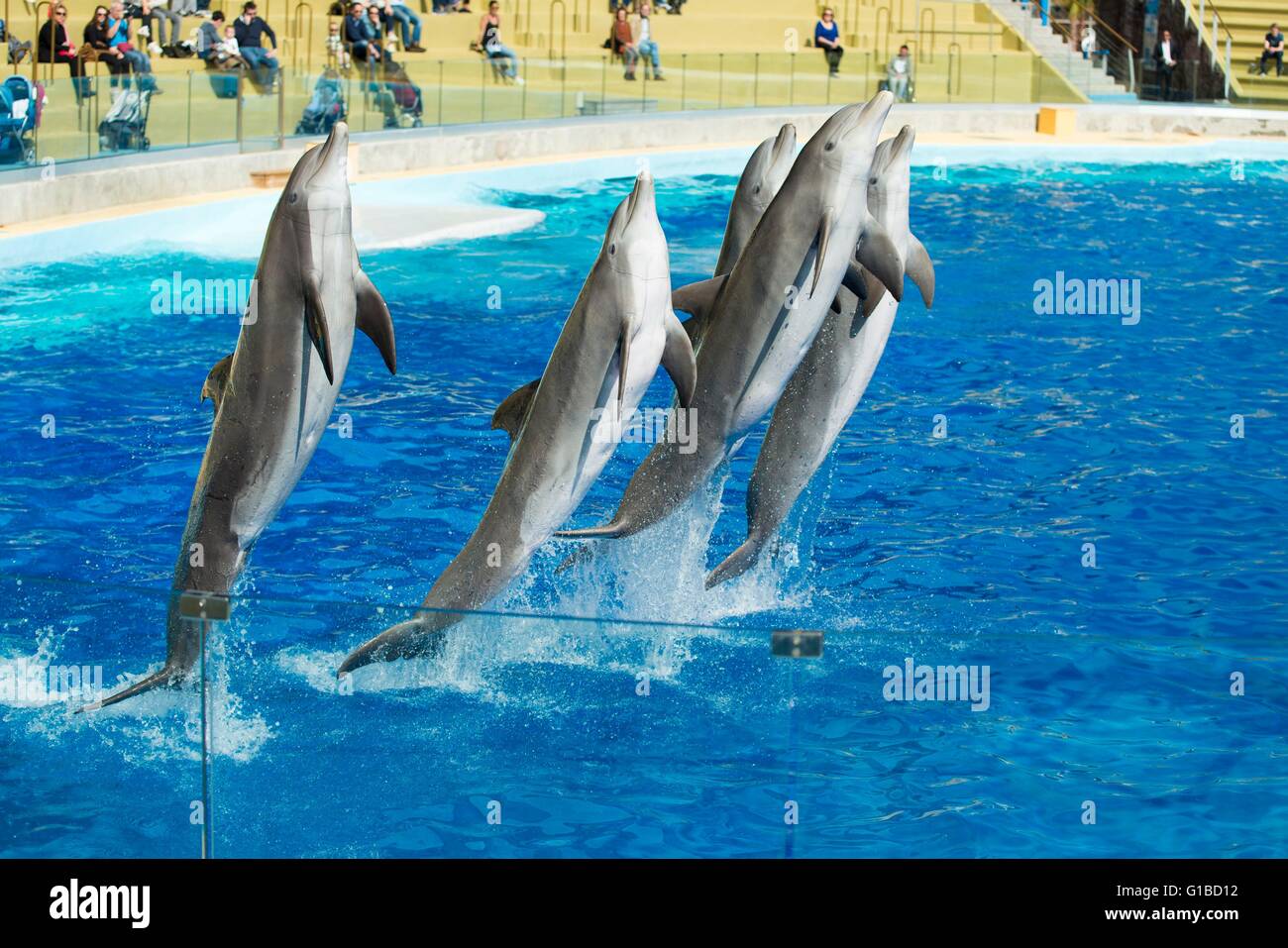 France, Alpes Maritimes, Antibes, Marineland, marine park, dolphins ...