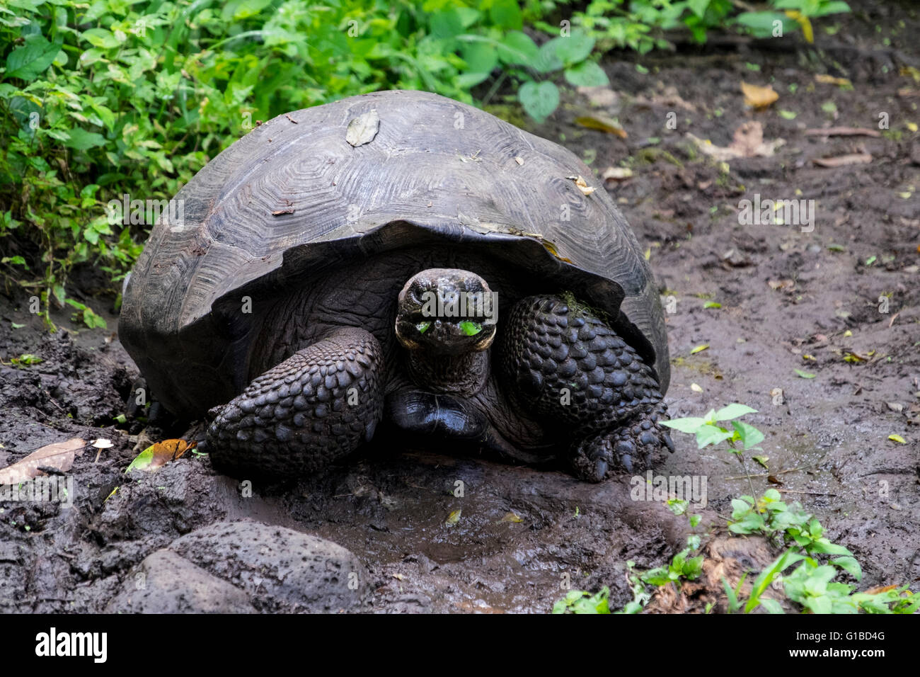 Galapagos Giant Tortoise eating leaves Stock Photo - Alamy