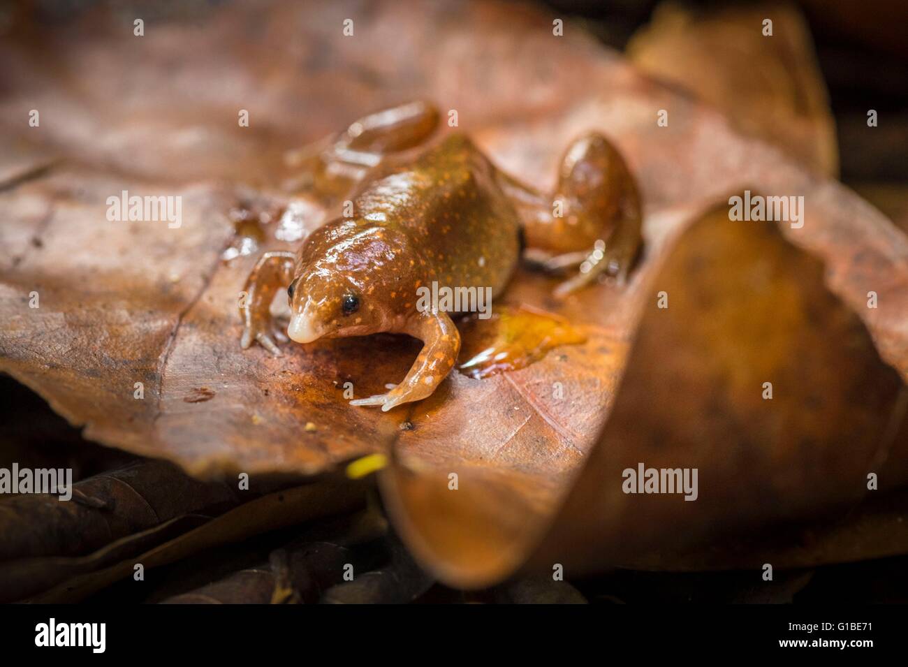 France, Guyana, French Guyana Amazonian Park, heart area, Mount Itoupe ...